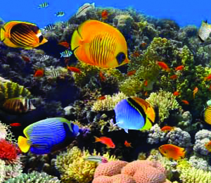 Bahamas Reef Fish